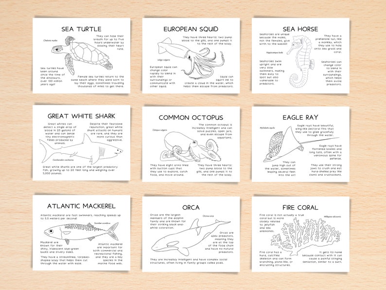 Ocean Animals and Sea Creatures Coloring Book Beach Unit Homeschool ...