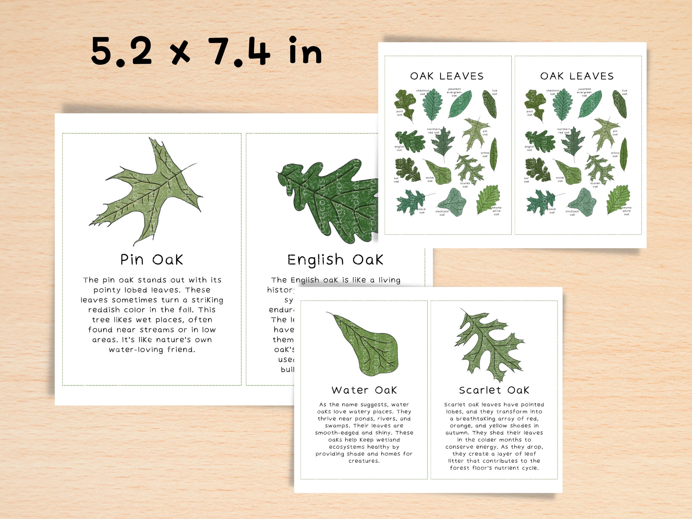 Oak Leaves Flashcards | Homeschool Resources Nature School Botany Study ...