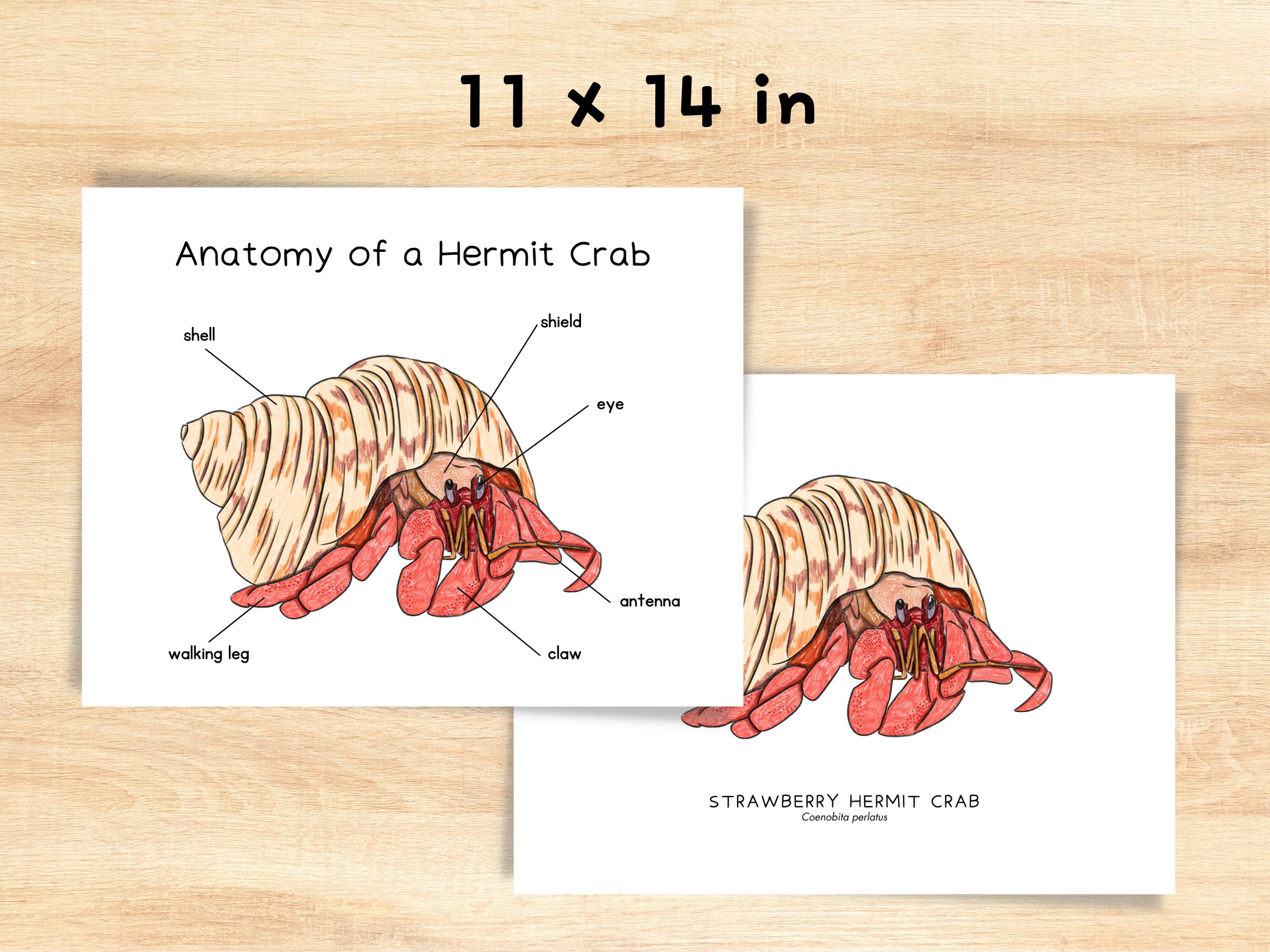 Hermit Crab Anatomy Helping Hermit Crabs Since 1999 | The Crab Street