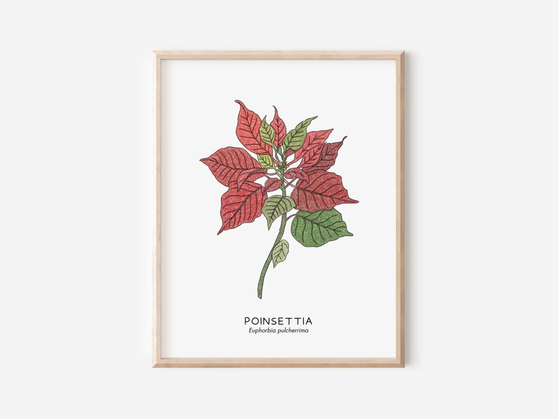 Anatomy of a Poinsettia Charlotte Mason Resources Nature School Botany ...