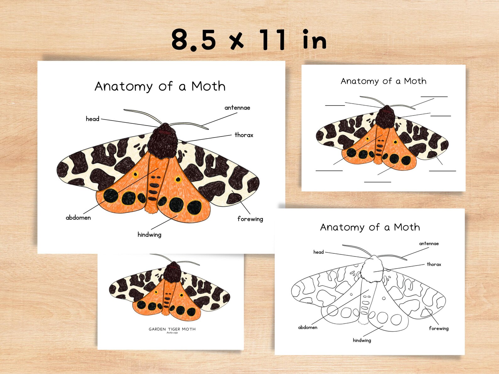 Anatomy of a Moth Homeschool Resources Insects Unit Autumn Moth Unit ...