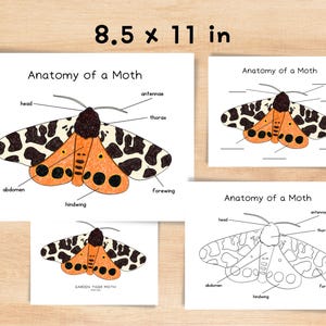 Anatomy of a Moth | Homeschool Resources Insects Unit Autumn Moth Unit ...
