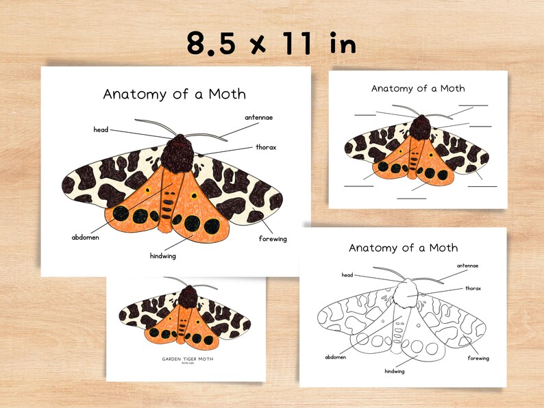 Anatomy of a Moth Homeschool Resources Insects Unit Autumn Moth Unit ...