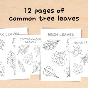 Leaves Unit Study Coloring Book | Homeschool Resources Nature School ...