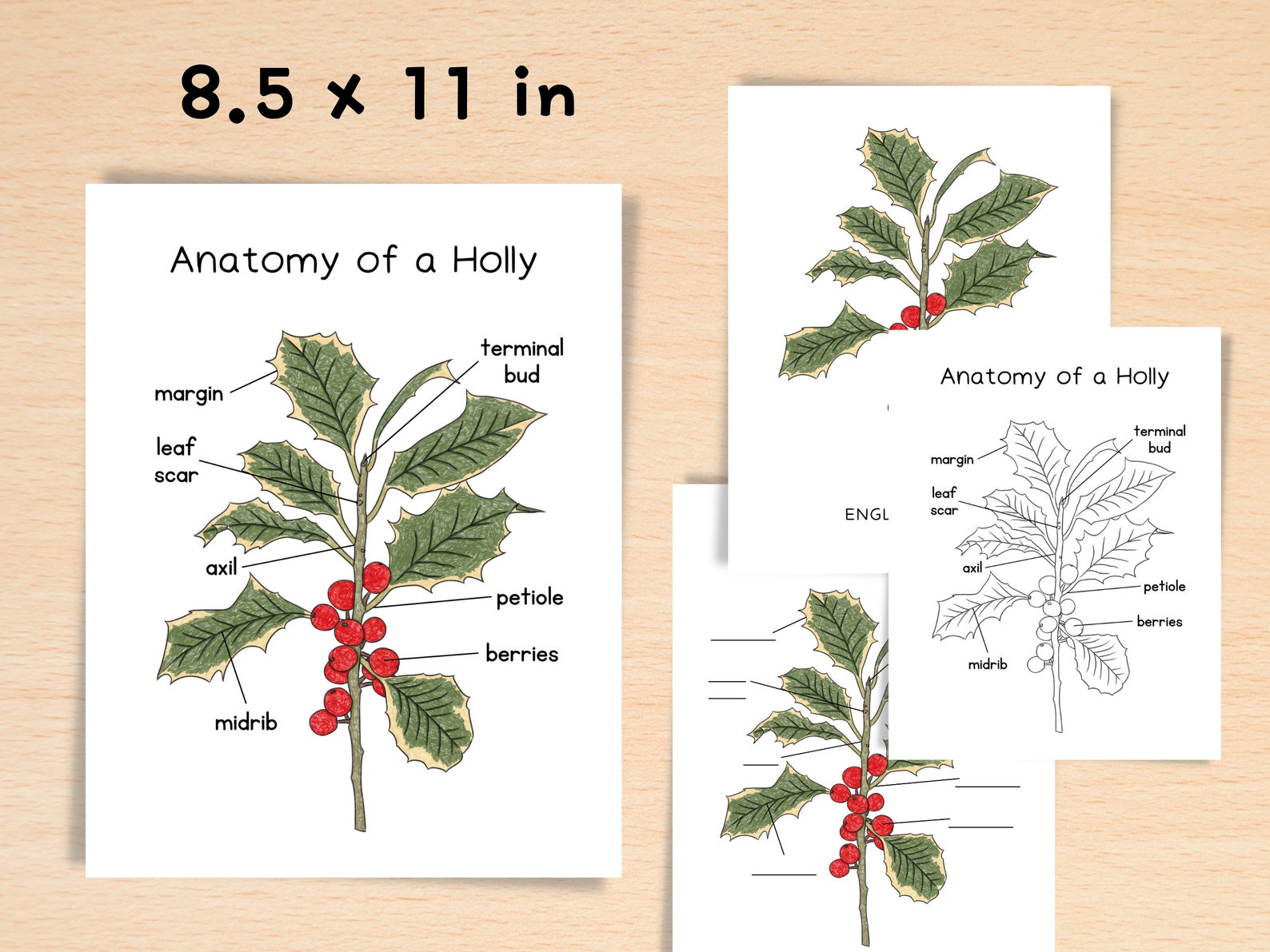 Anatomy of a Christmas Holly Charlotte Mason Resources Nature School ...
