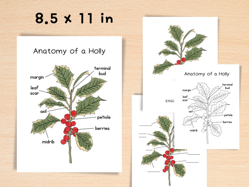 Anatomy of a Christmas Holly Charlotte Mason Resources Nature School ...
