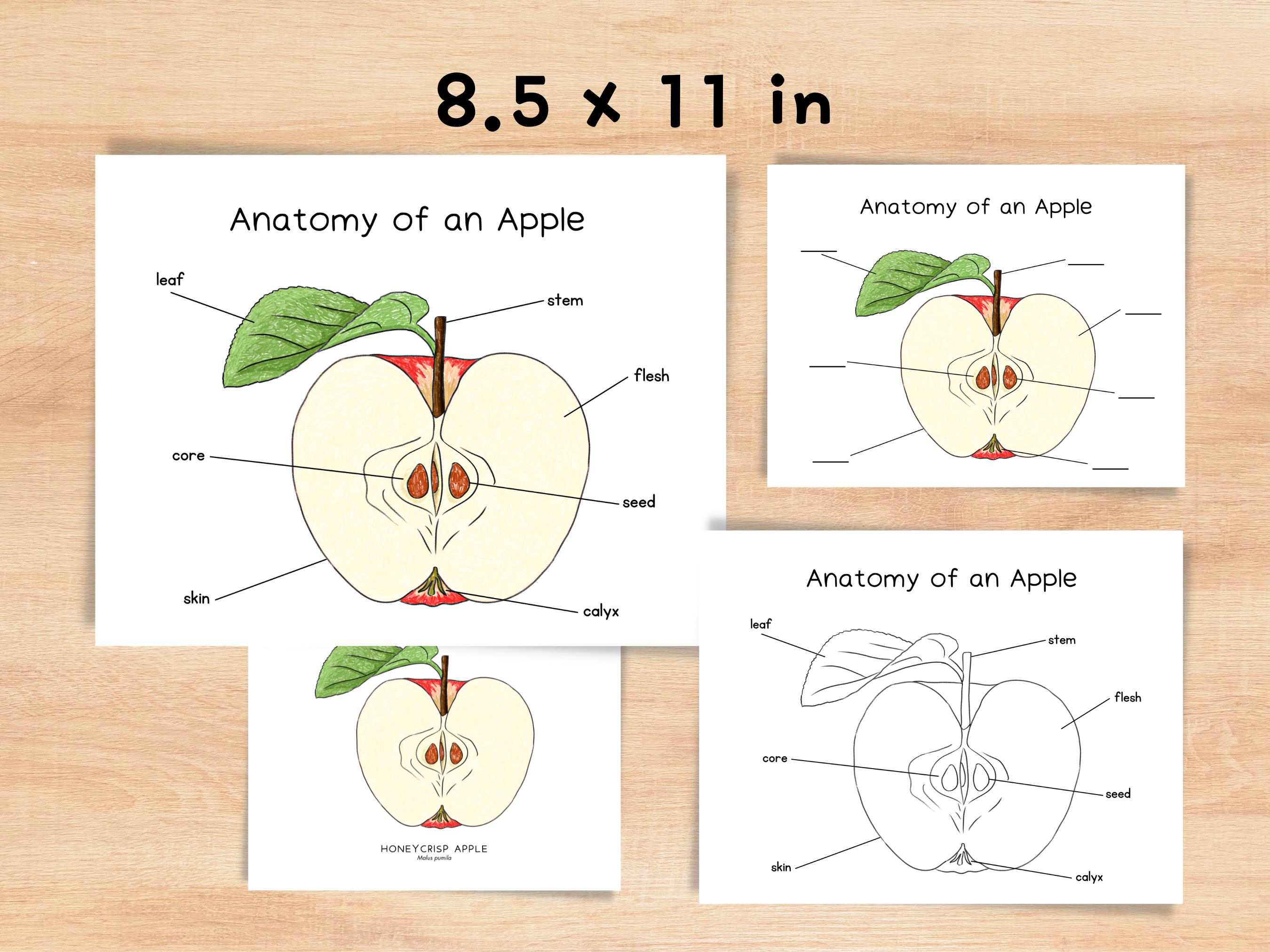 Anatomy of an Apple | Homeschool Resources Nature School Botany Study ...