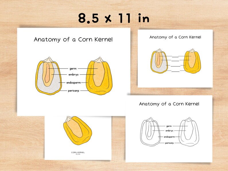 Anatomy of Corn Kernel | Homeschool Montessori Resources Nature School ...