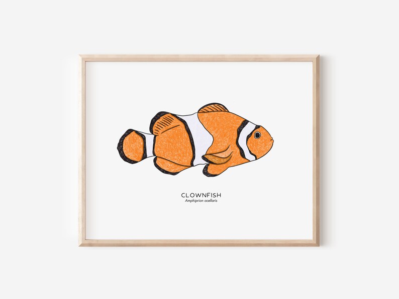 Anatomy of Clownfish | Homeschool Resources Nature School Ocean Summer ...