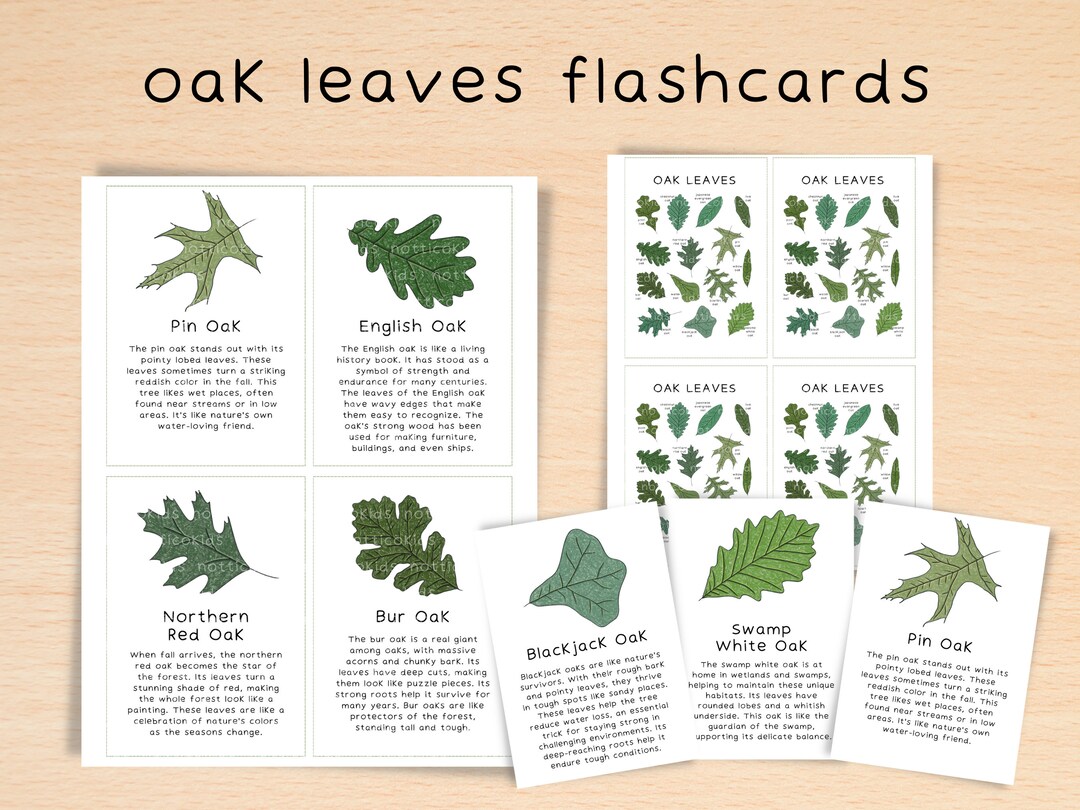 Oak Leaves Flashcards Homeschool Resources Nature School - Etsy