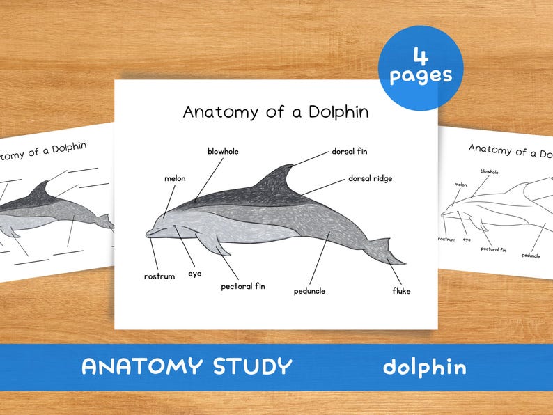 Anatomy of Dolphin | Homeschool Resources Nature School Ocean Summer ...