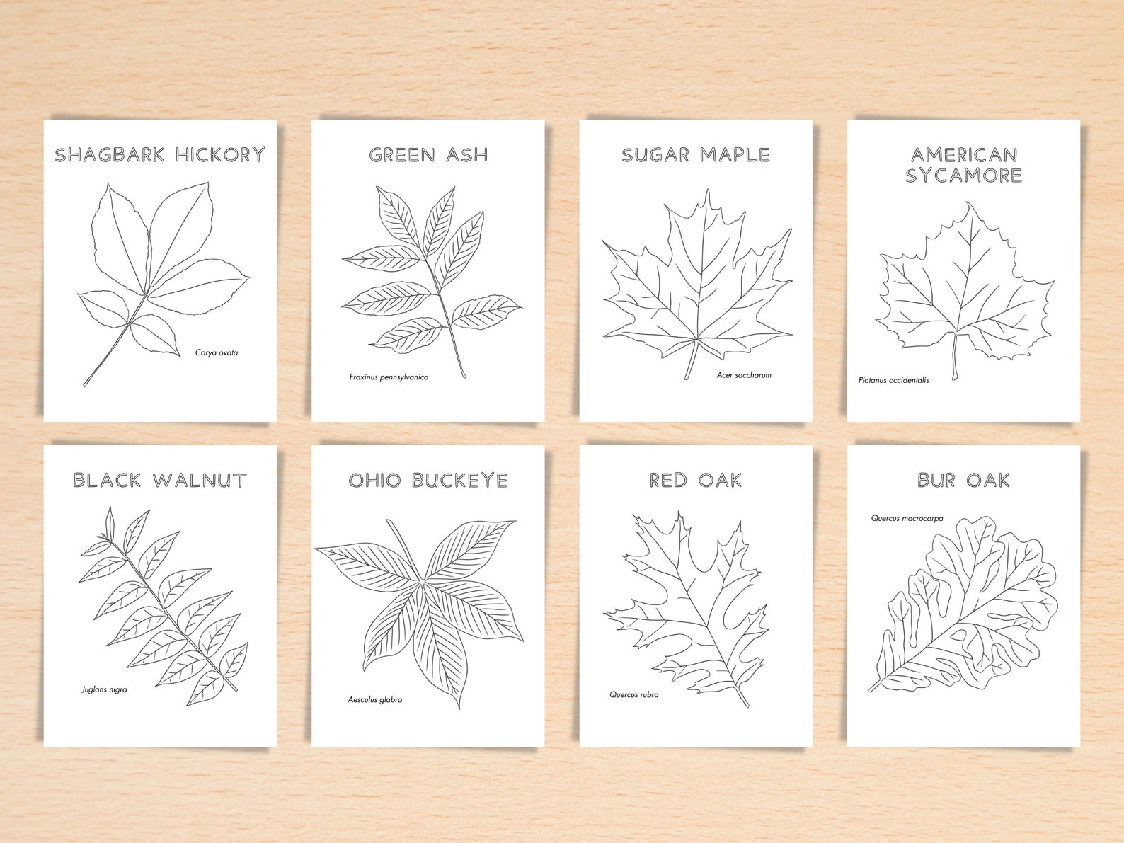 Leaves Unit Study Coloring Book | Homeschool Resources Nature School ...