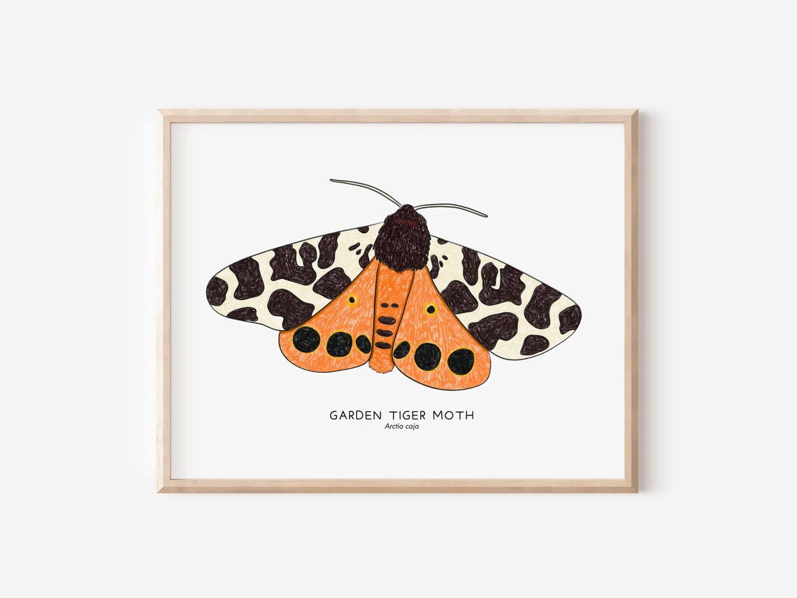 Anatomy of a Moth | Homeschool Resources Insects Unit Autumn Moth Unit ...