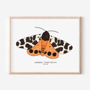 Anatomy of a Moth Homeschool Resources Insects Unit Autumn Moth Unit ...