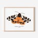 Anatomy of a Moth | Homeschool Resources Insects Unit Autumn Moth Unit ...
