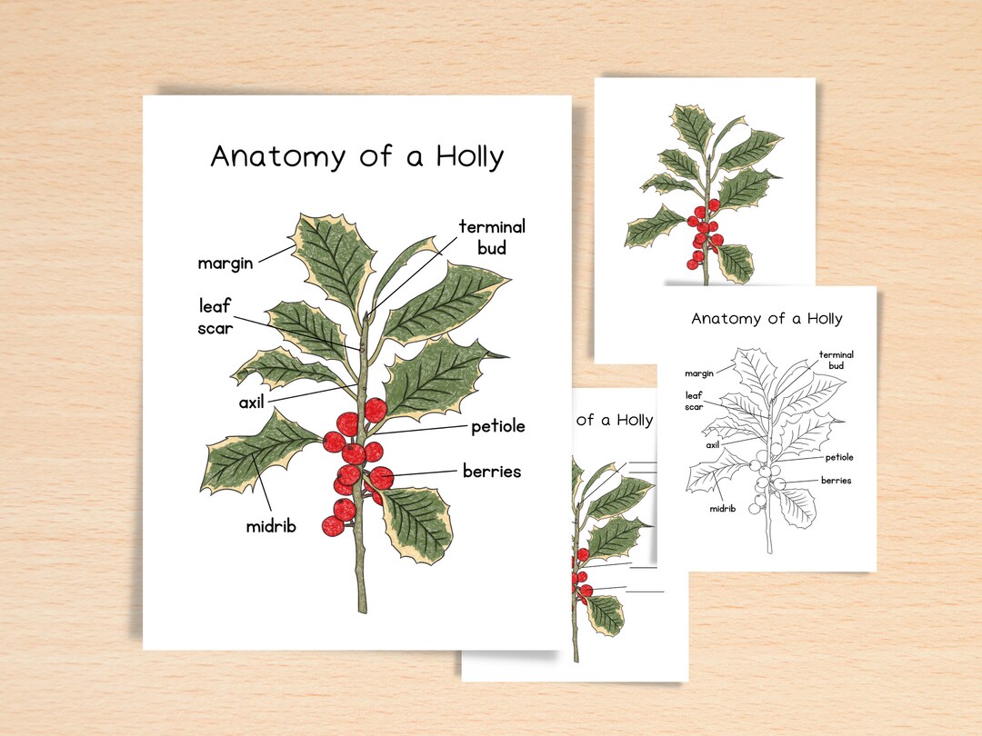 Anatomy of a Christmas Holly Charlotte Mason Resources Nature School ...