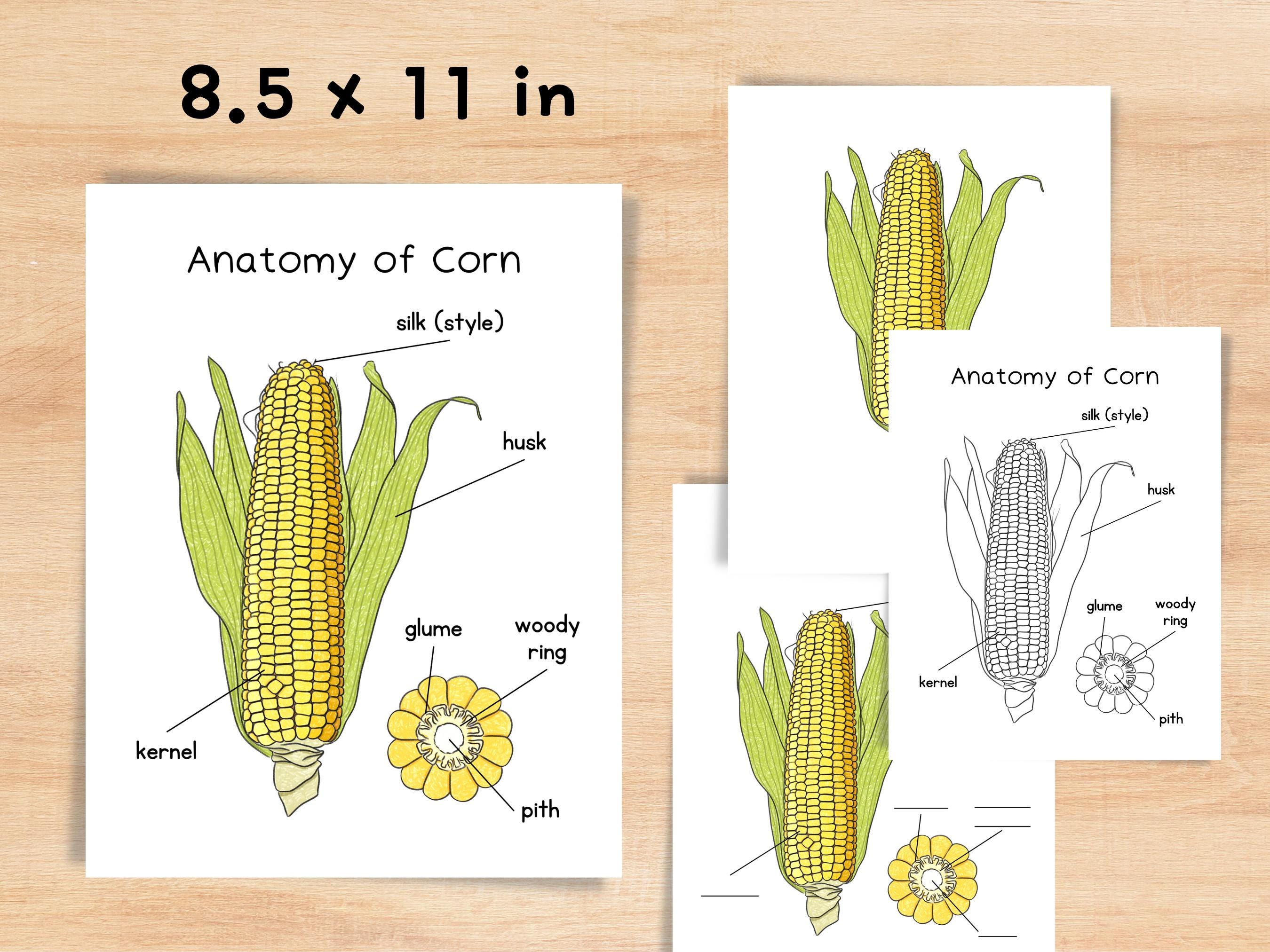 Anatomy of Corn | Charlotte Mason Homeschool Printable Nature Study ...