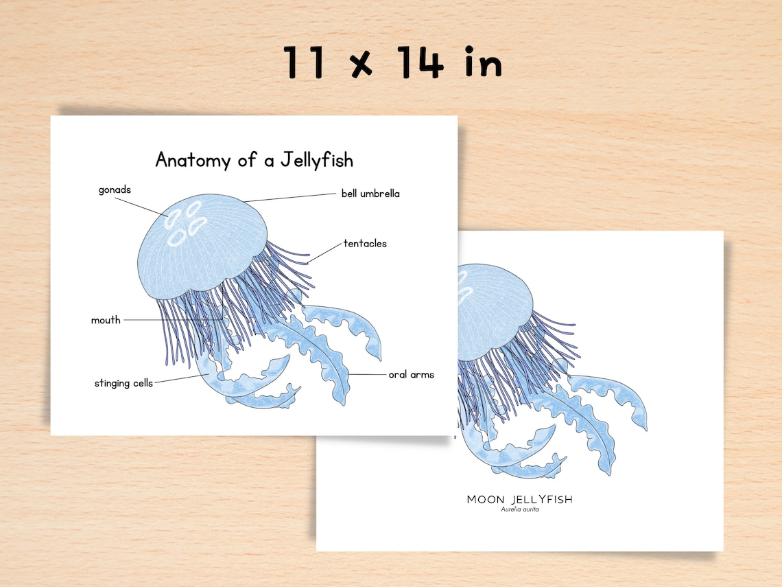Anatomy of Jellyfish | Homeschool Resources Nature School Ocean Study ...