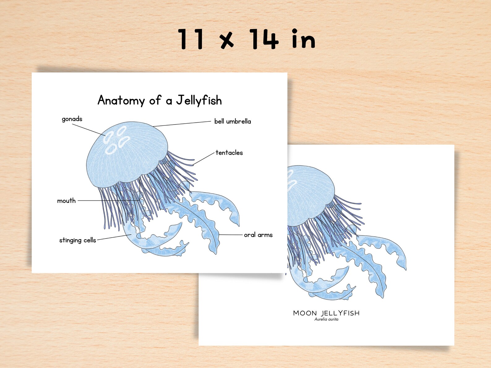 Anatomy of Jellyfish | Homeschool Resources Nature School Ocean Study ...