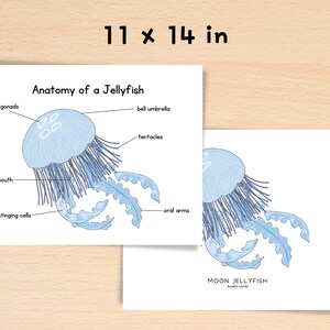 Anatomy of Jellyfish | Homeschool Resources Nature School Ocean Study ...
