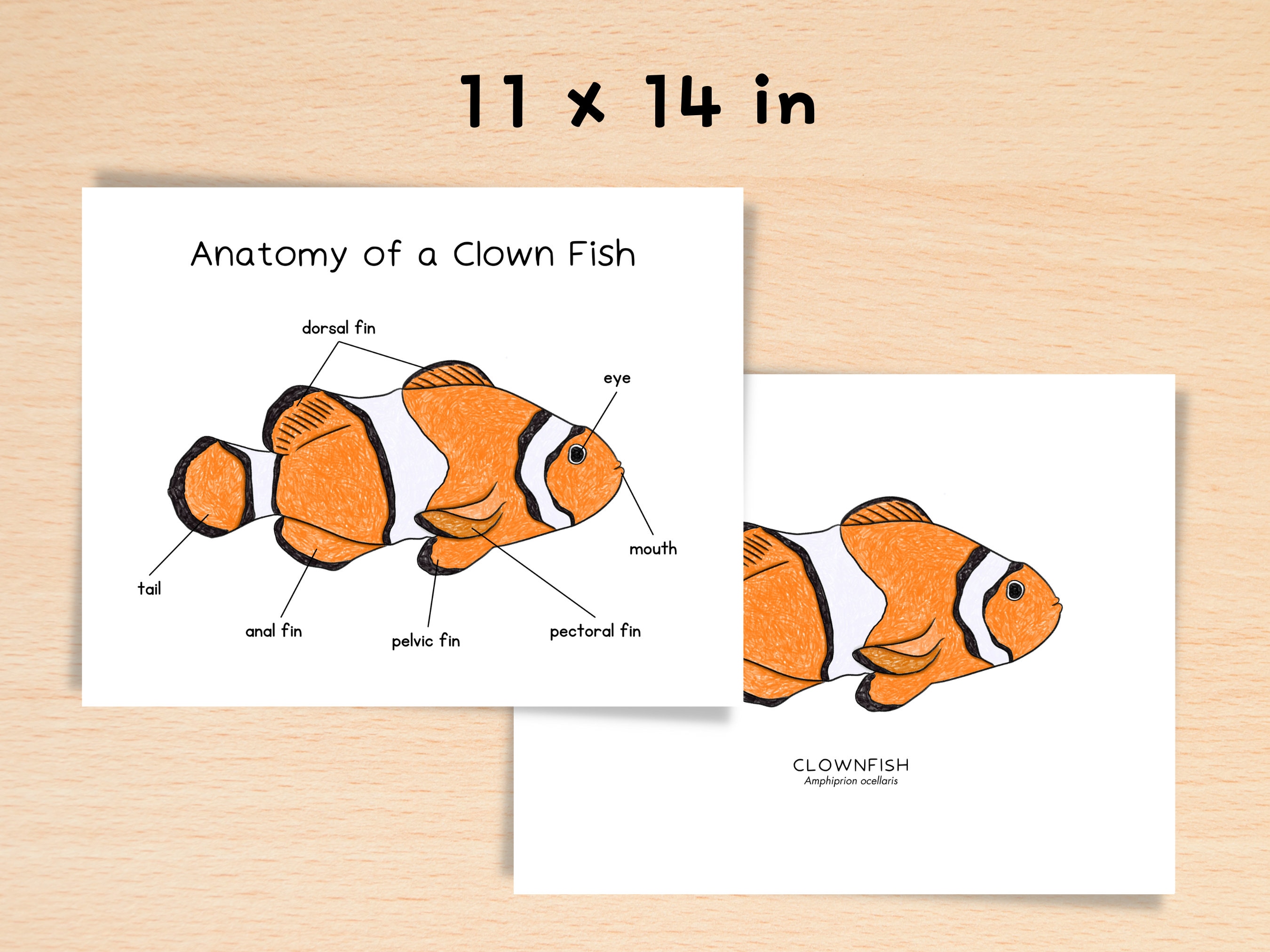 Anatomy of Clownfish Homeschool Resources Nature School Ocean Summer ...