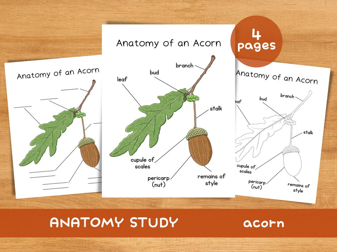Anatomy of Acorn | Homeschool Resources Nature School Botany Study ...