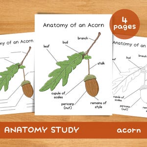 Anatomy of Acorn | Homeschool Resources Nature School Botany Study ...