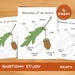 Anatomy of Acorn | Homeschool Resources Nature School Botany Study ...