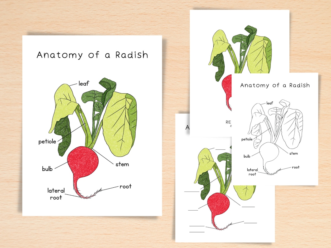 Anatomy of a Radish Homeschool Resources Nature School Botany Study ...