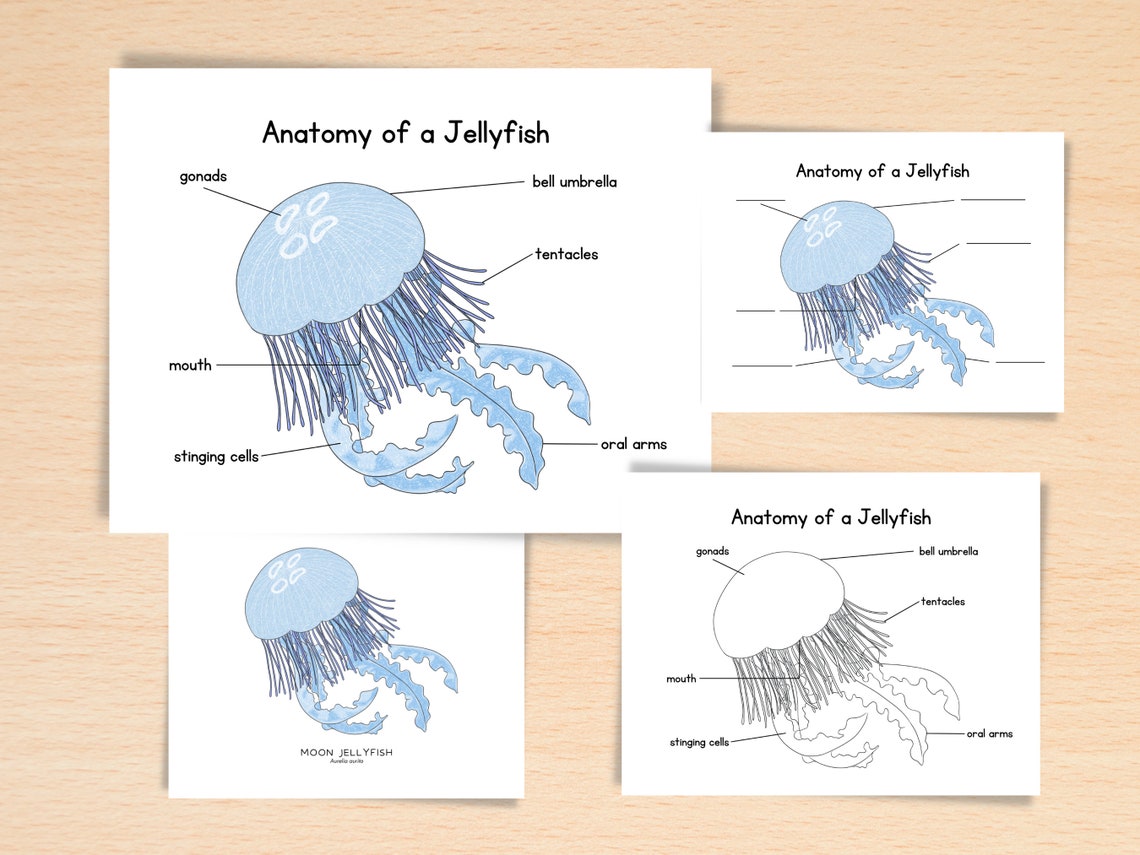 Anatomy of Jellyfish | Homeschool Resources Nature School Ocean Study ...
