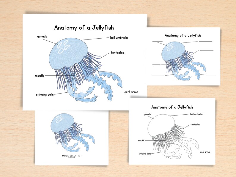 Anatomy of Jellyfish | Homeschool Resources Nature School Ocean Study ...