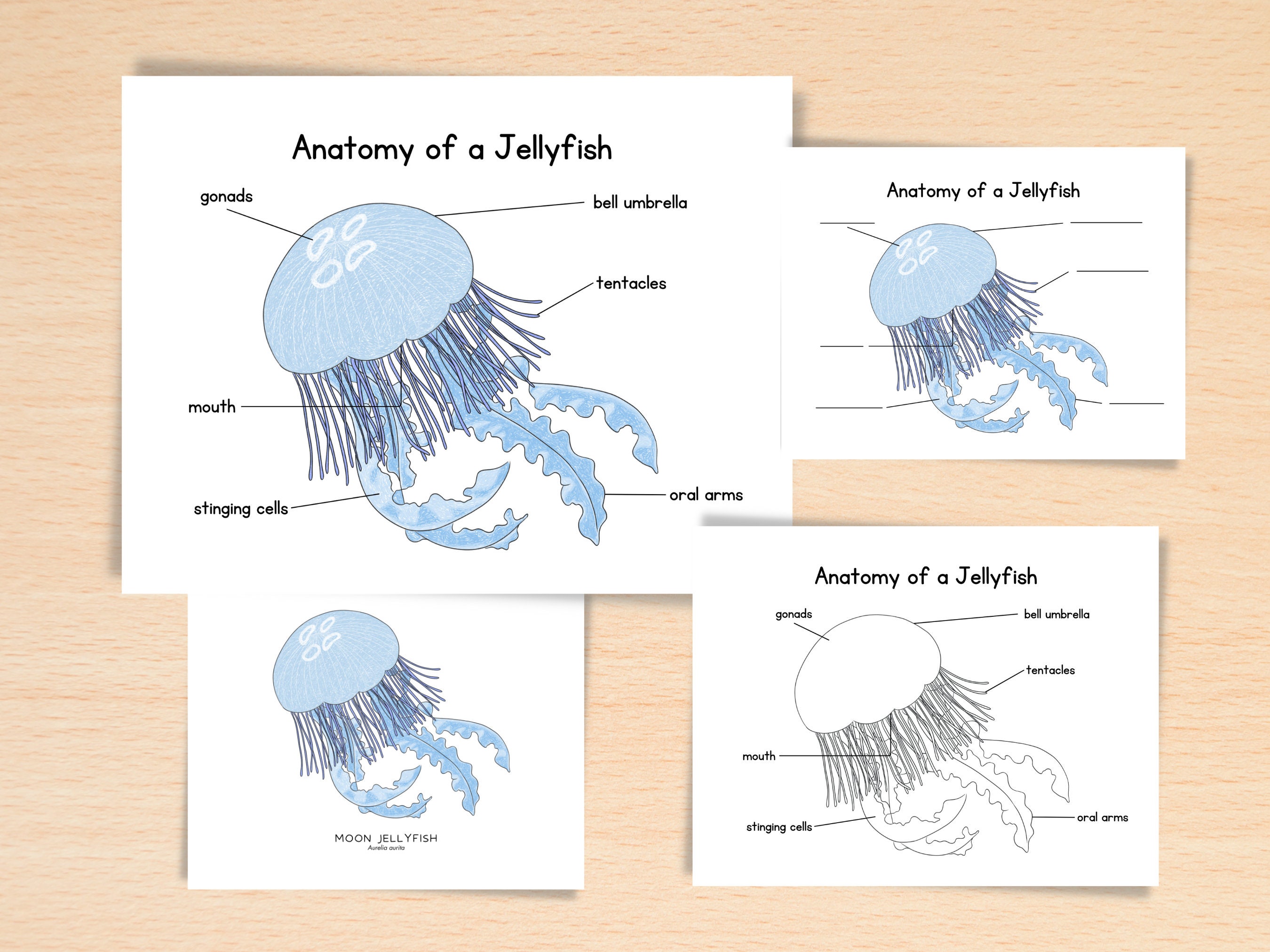 Anatomy of Jellyfish | Homeschool Resources Nature School Ocean Study ...