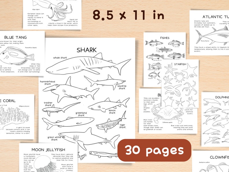Ocean Animals and Sea Creatures Coloring Book Beach Unit Homeschool ...