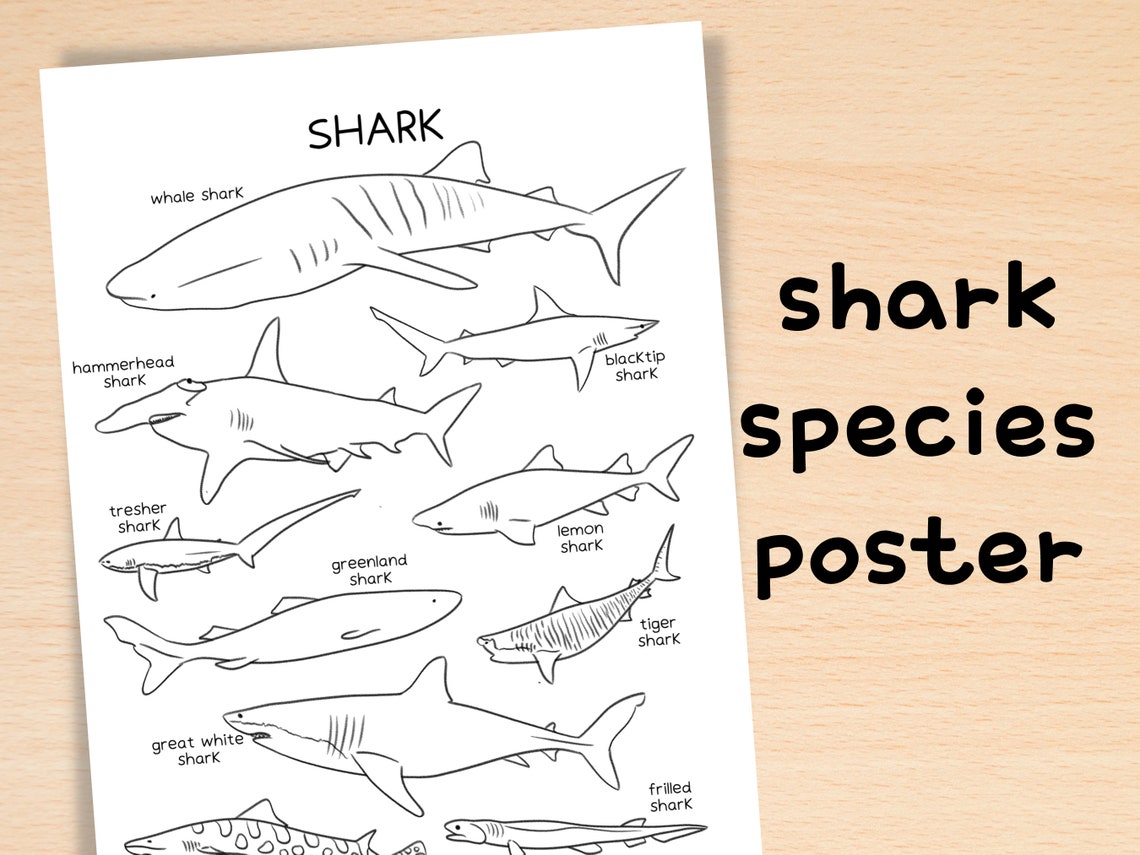 Ocean Animals and Sea Creatures Coloring Book Beach Unit Homeschool ...