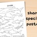 Ocean Animals and Sea Creatures Coloring Book Beach Unit Homeschool ...