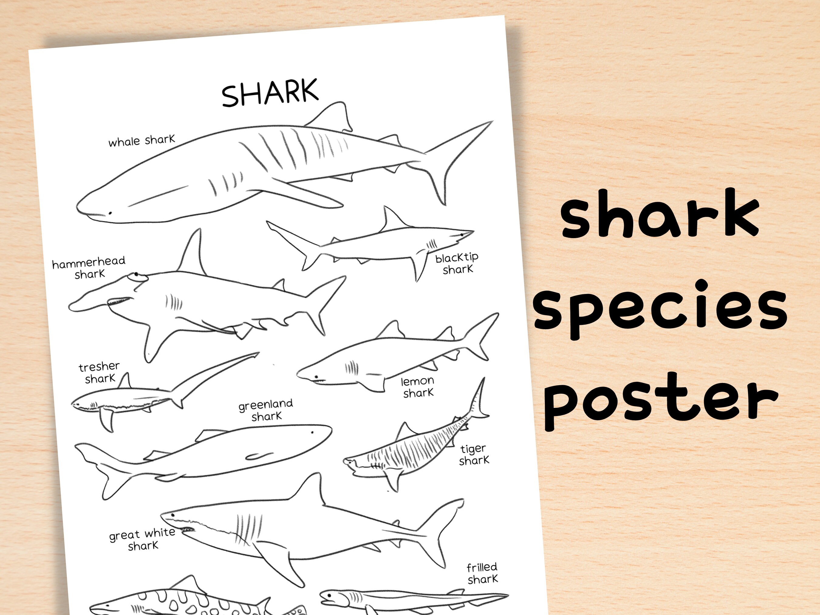 Ocean Animals and Sea Creatures Unit Study Coloring Book | Beach Unit ...