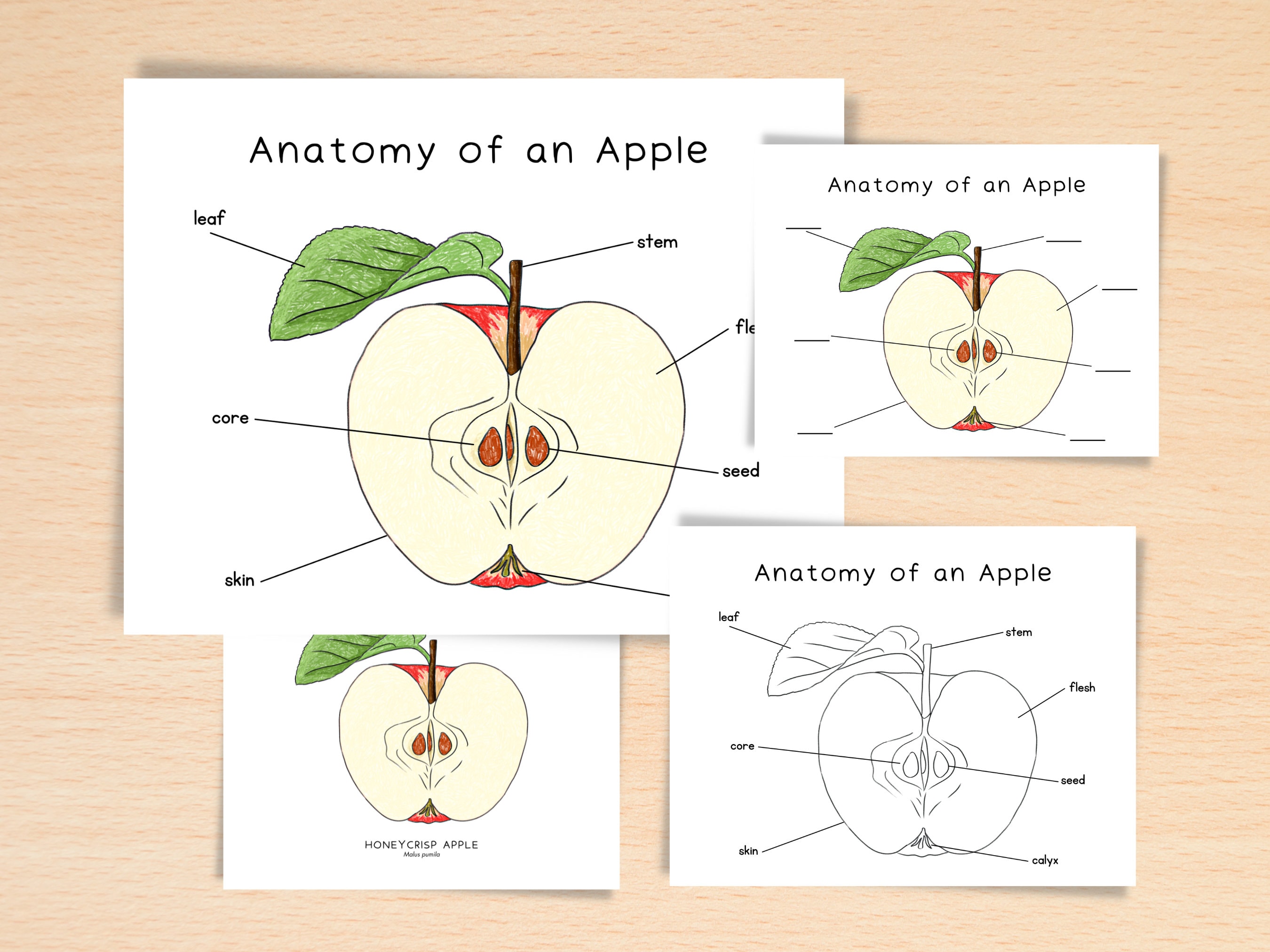Anatomy of an Apple Homeschool Resources Nature School Botany Study ...