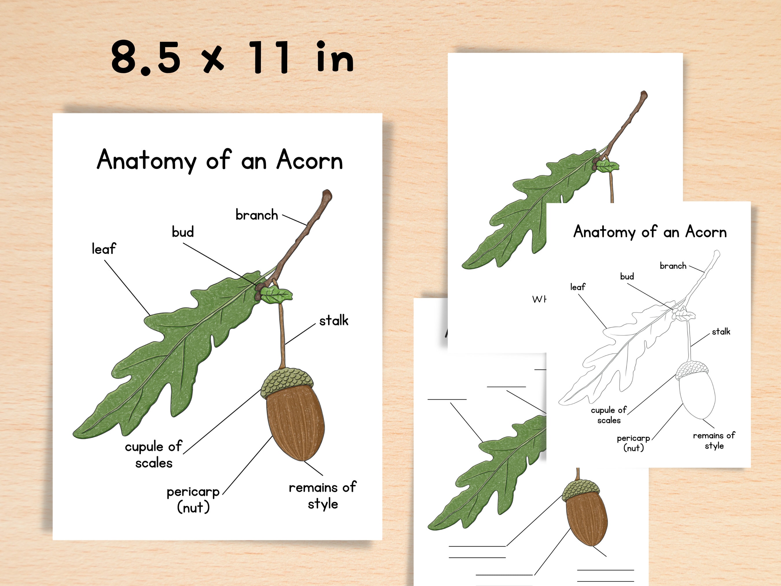 Anatomy of Acorn Homeschool Resources Nature School Botany Study ...