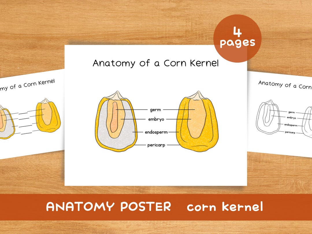 Anatomy of Corn Kernel | Homeschool Montessori Resources Nature School ...