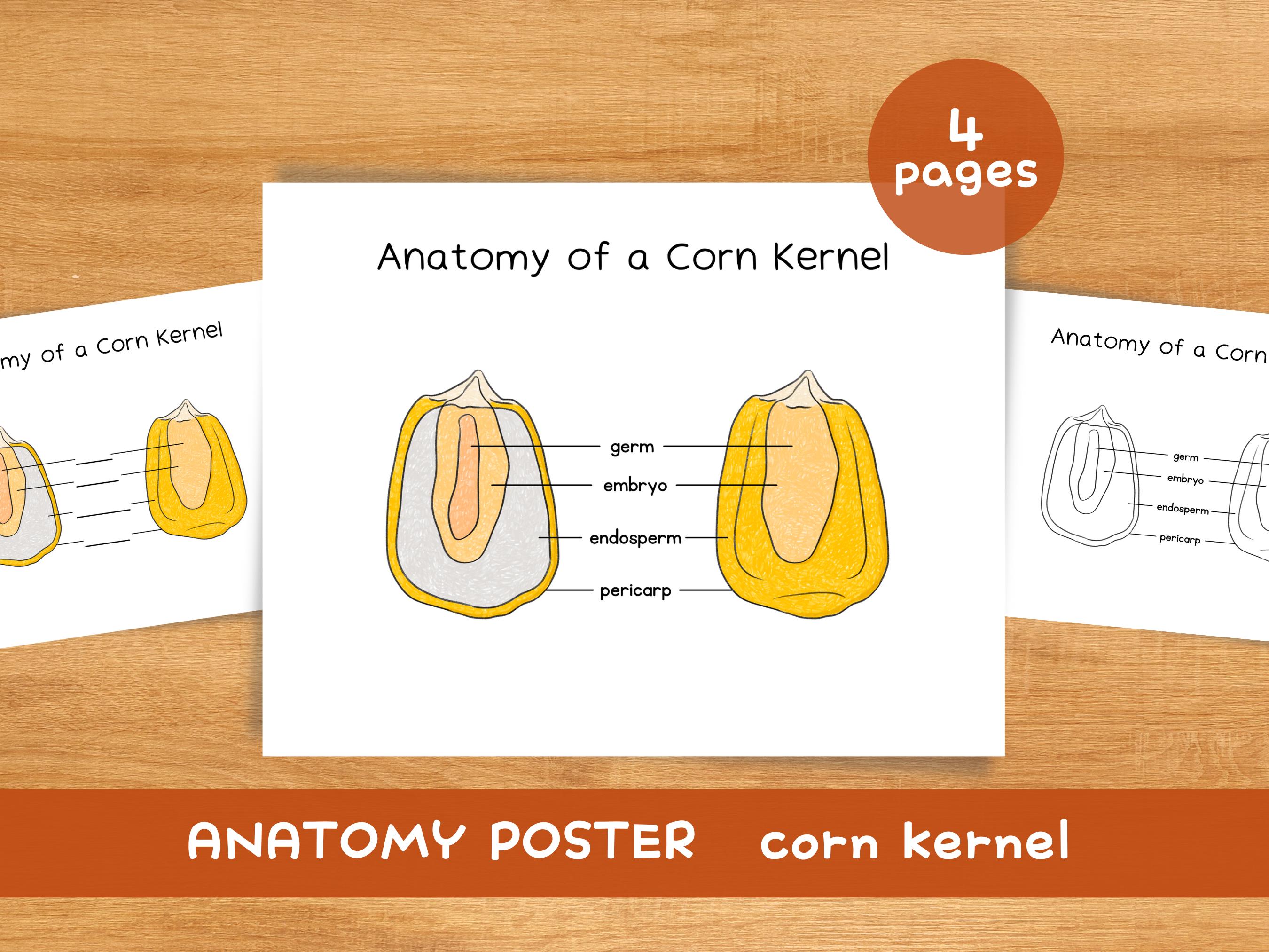 Corn Kernel Diagram