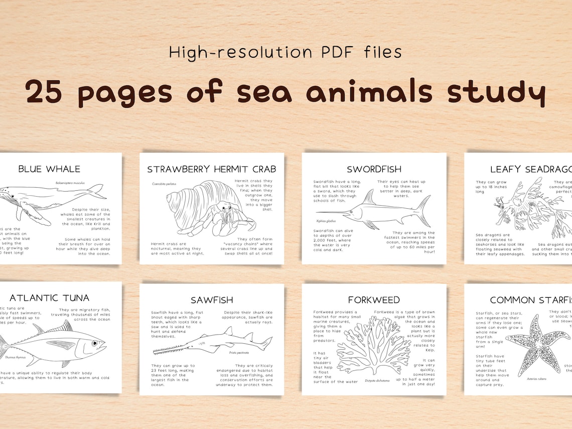 Ocean Animals and Sea Creatures Coloring Book Beach Unit Homeschool ...