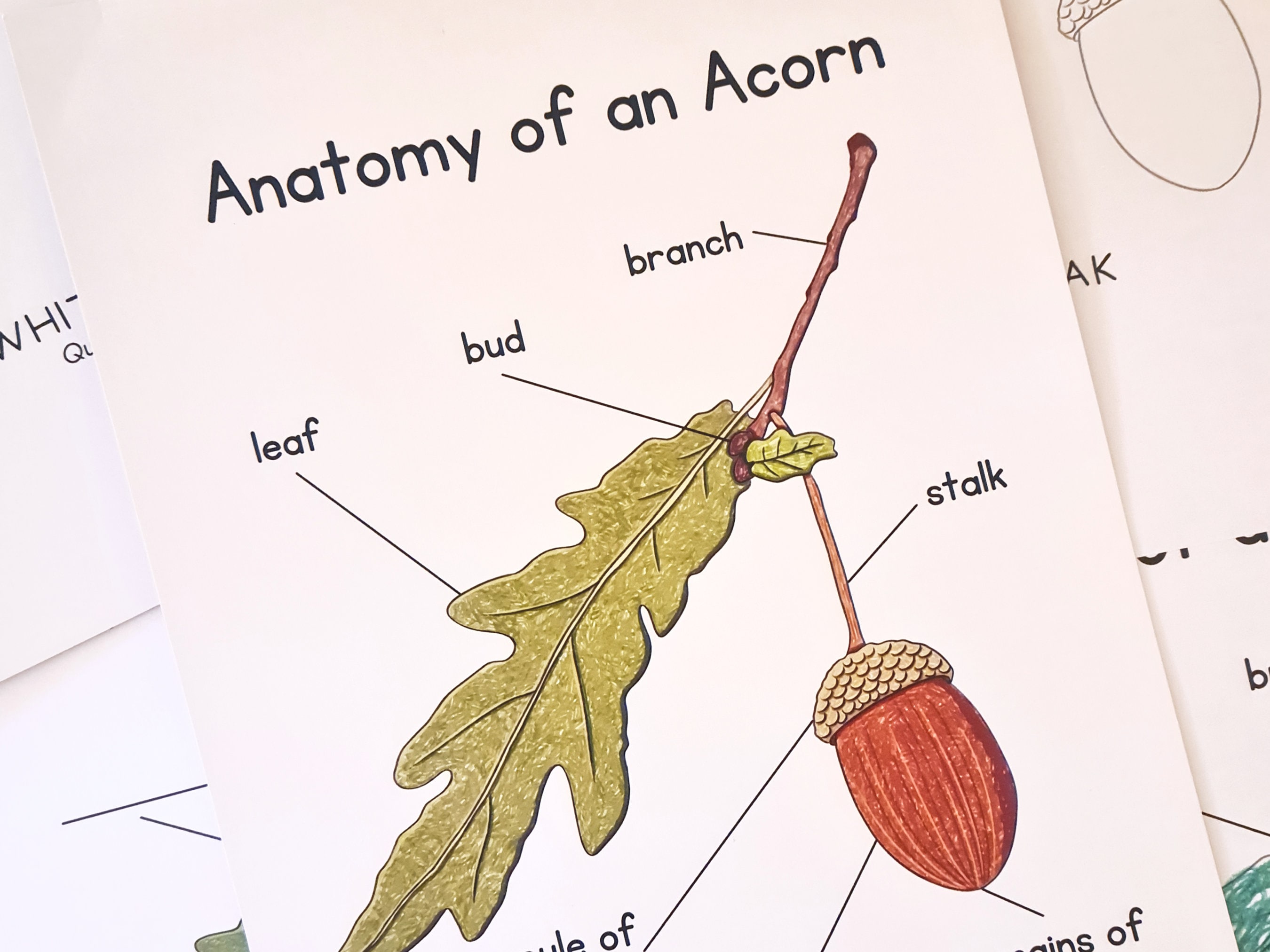 Anatomy of Acorn Homeschool Resources Nature School Botany Study ...