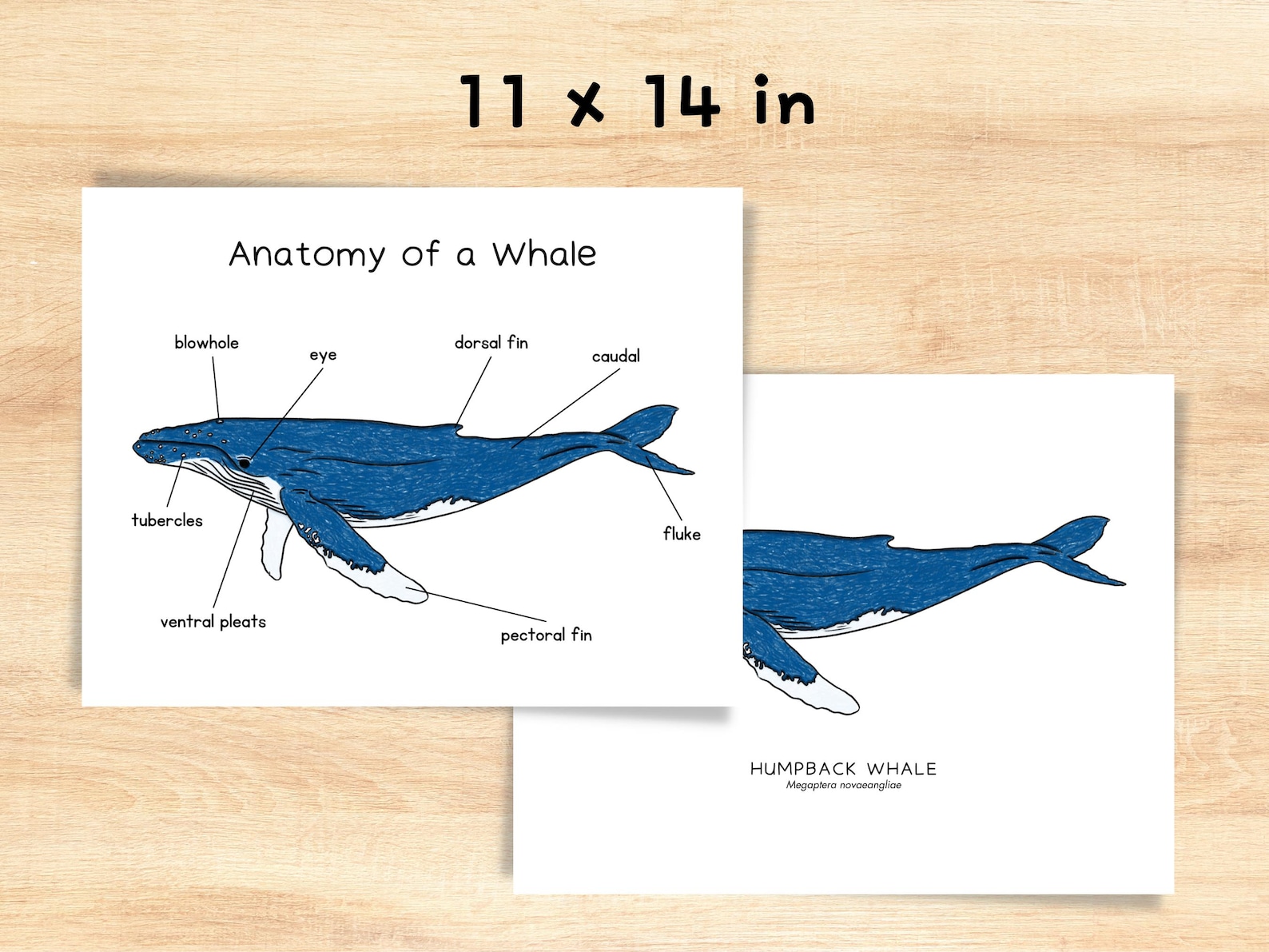 Anatomy of Whale | Homeschool Resources Nature School Ocean Study Beach ...