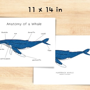 Anatomy of Whale | Homeschool Resources Nature School Ocean Study Beach ...
