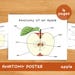 Anatomy of an Apple | Homeschool Resources Nature School Botany Study ...