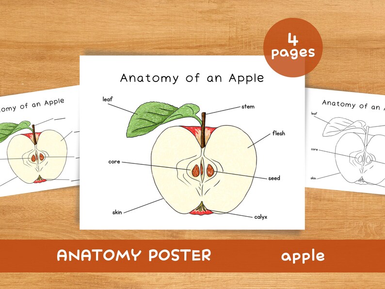 Anatomy of an Apple | Homeschool Resources Nature School Botany Study ...