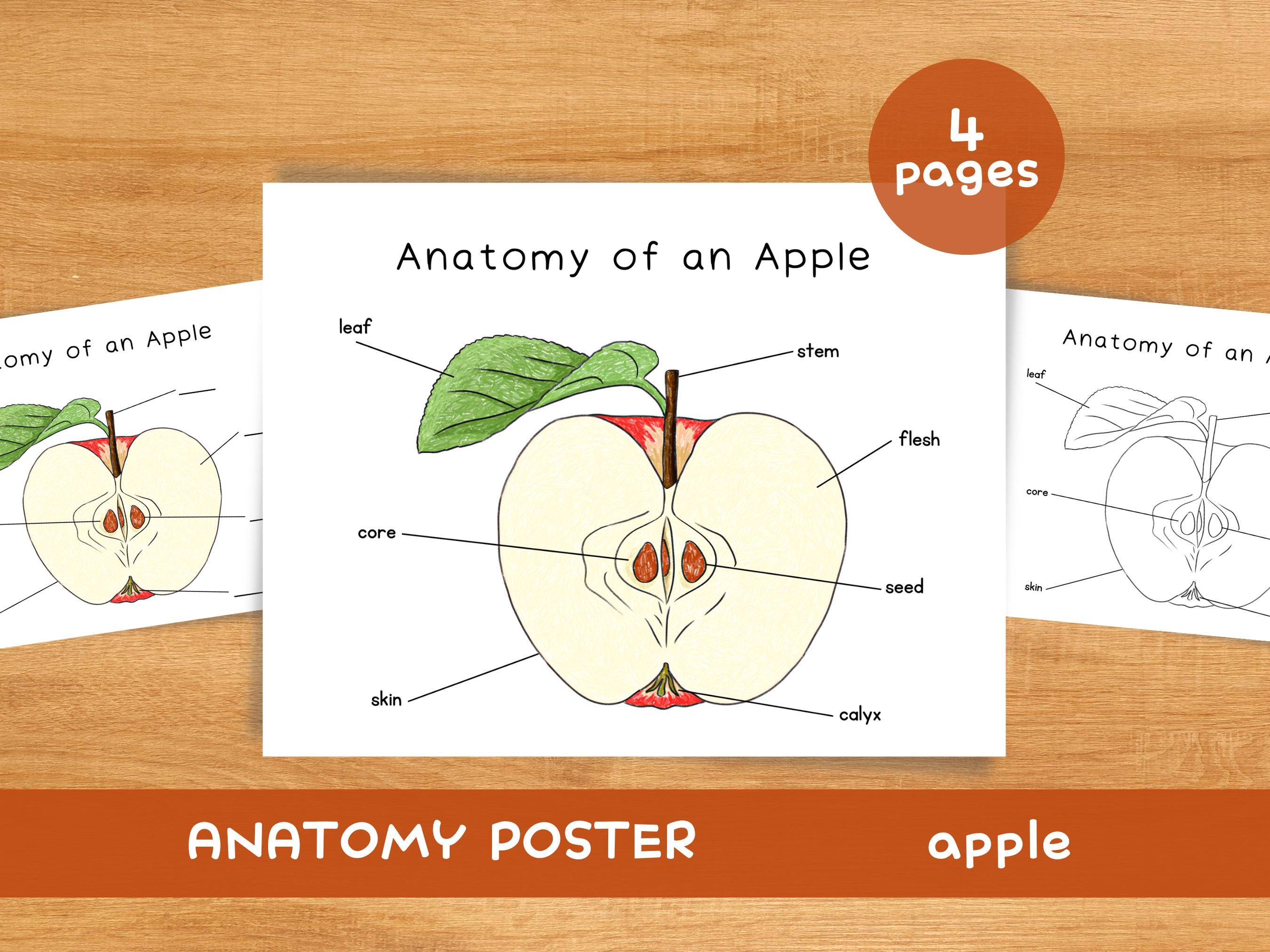 Anatomy of an Apple | Homeschool Resources Nature School Botany Study ...