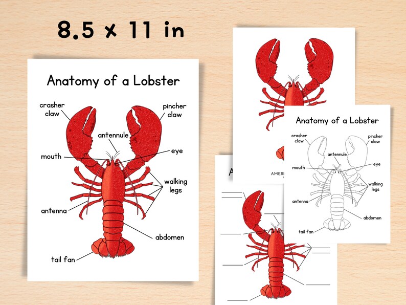Anatomy of Lobster Homeschool Resources Nature School Ocean Study ...
