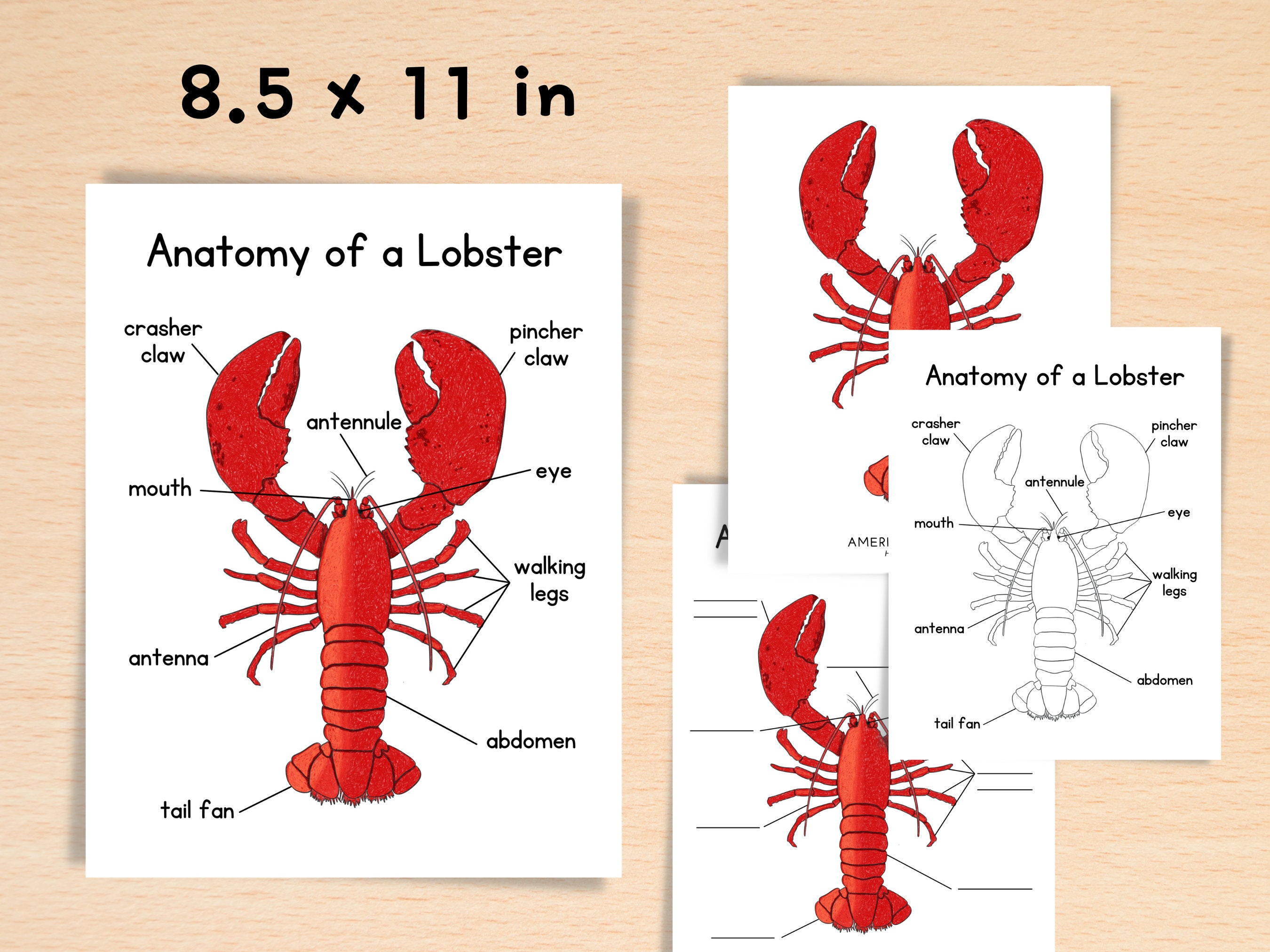 Anatomy of Lobster Homeschool Resources Nature School Ocean Study ...