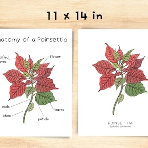 Anatomy of a Poinsettia Charlotte Mason Resources Nature School Botany ...